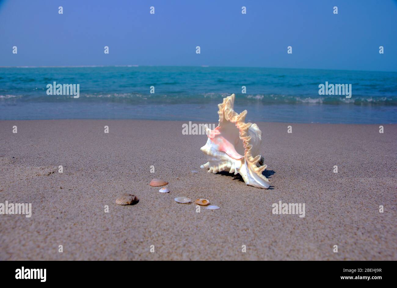 A seashell or sea shell, also known simply as a shell, is a hard ...