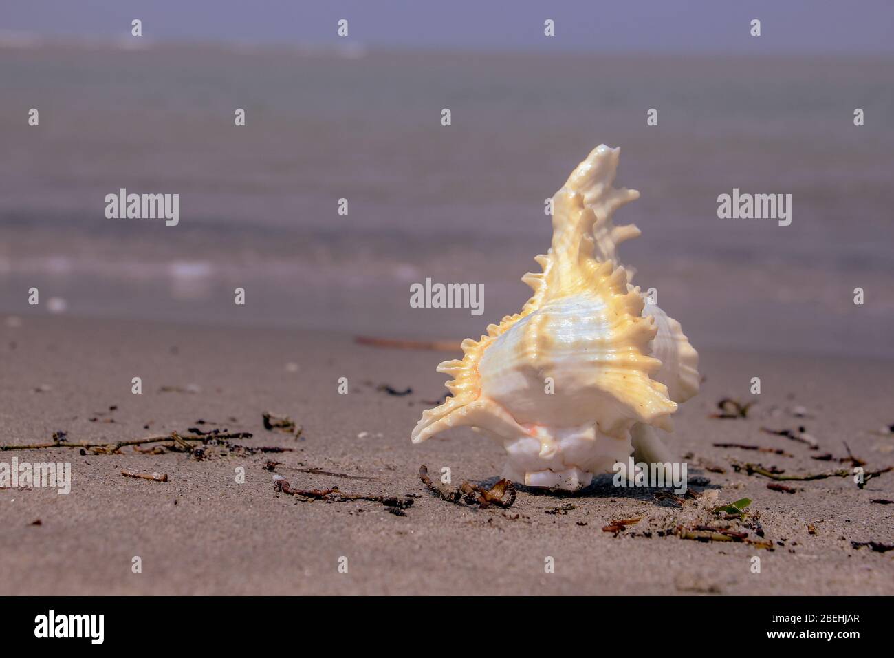 A seashell or sea shell, also known simply as a shell, is a hard ...