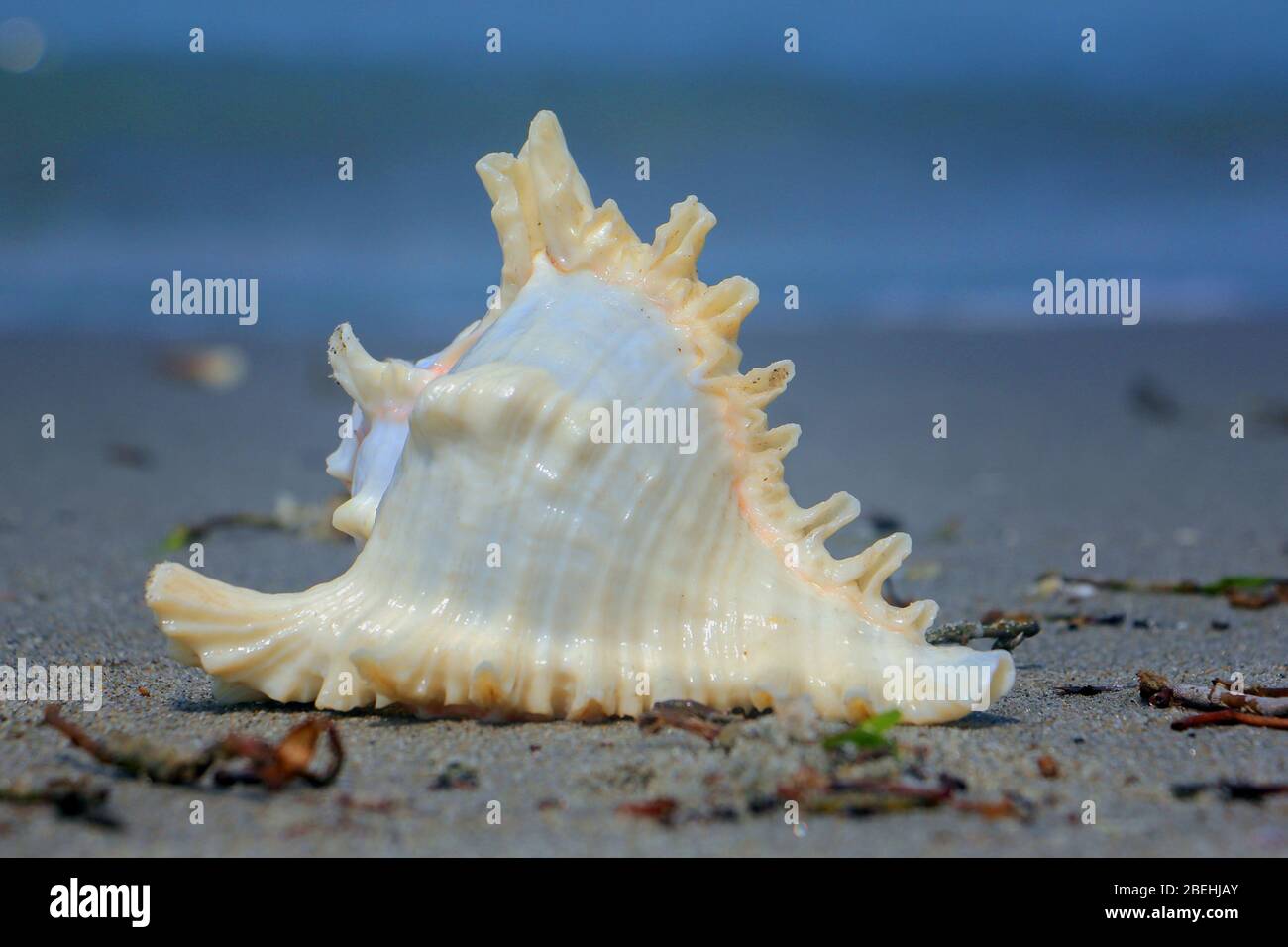 A seashell or sea shell, also known simply as a shell, is a hard ...