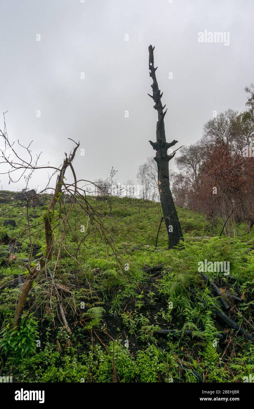 Dead burnt trees silhouettes with new lush green grass. Forest after ...