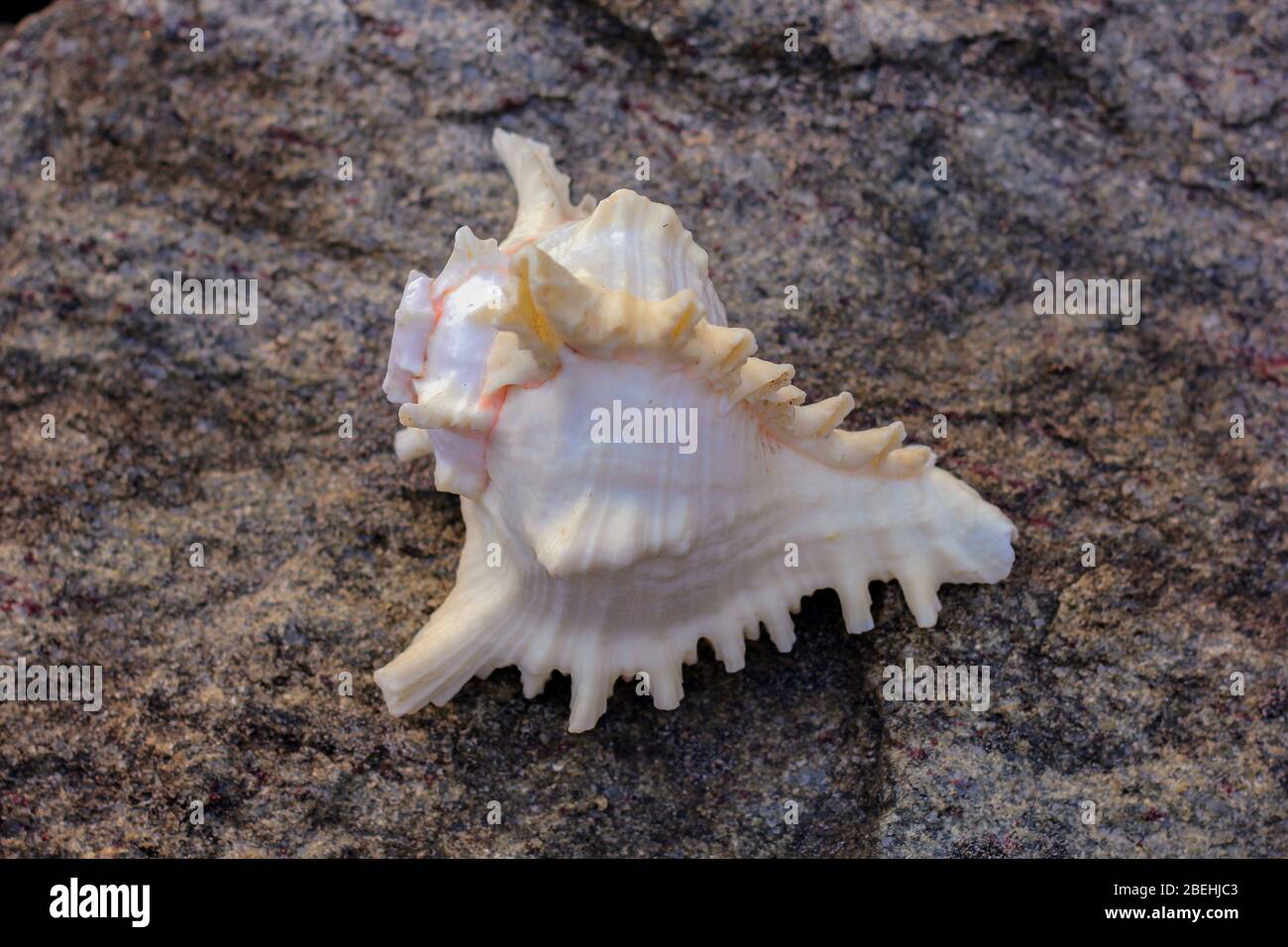 A seashell or sea shell, also known simply as a shell, is a hard ...