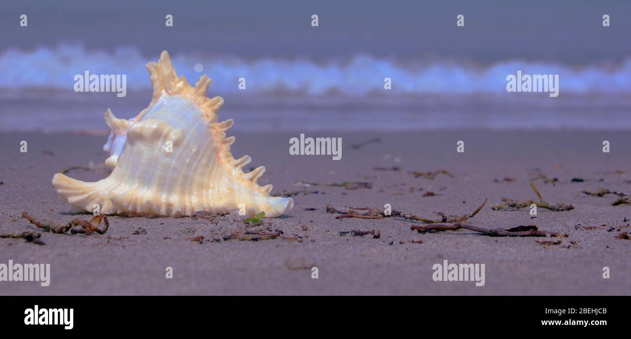 A seashell or sea shell, also known simply as a shell, is a hard ...