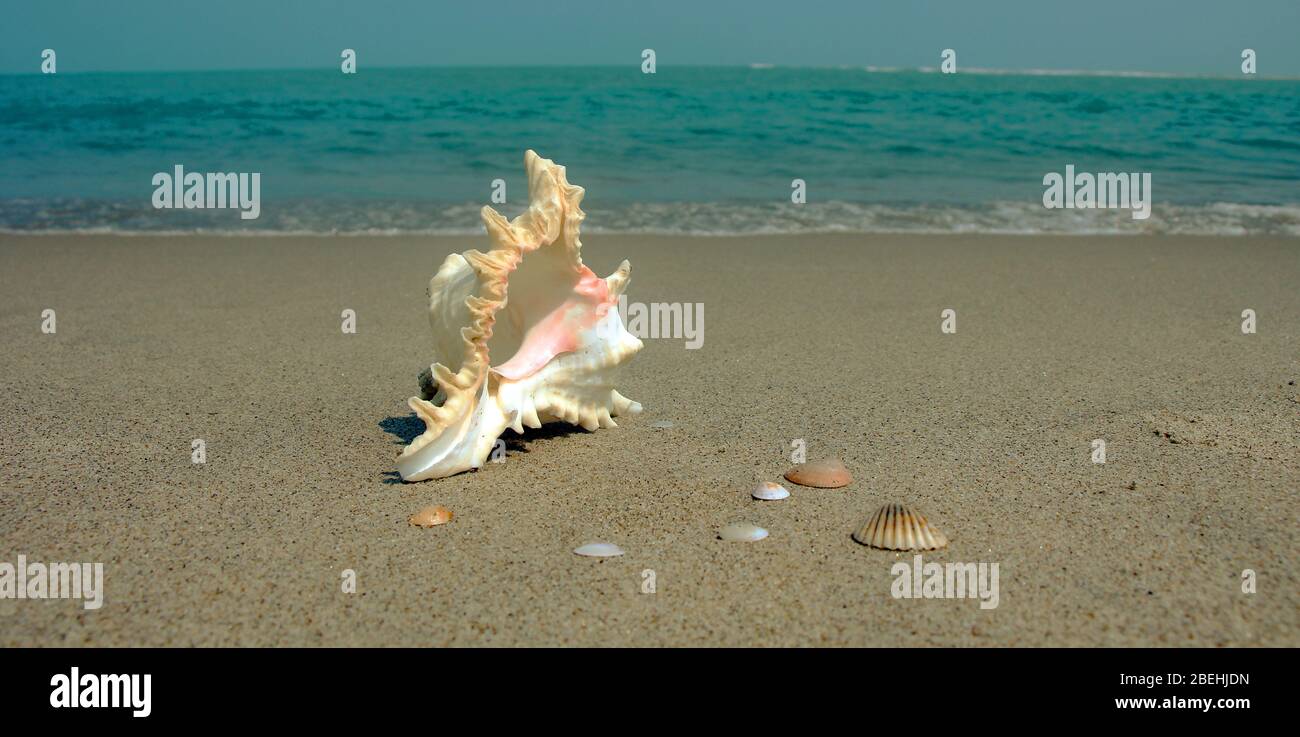 A seashell or sea shell, also known simply as a shell, is a hard ...