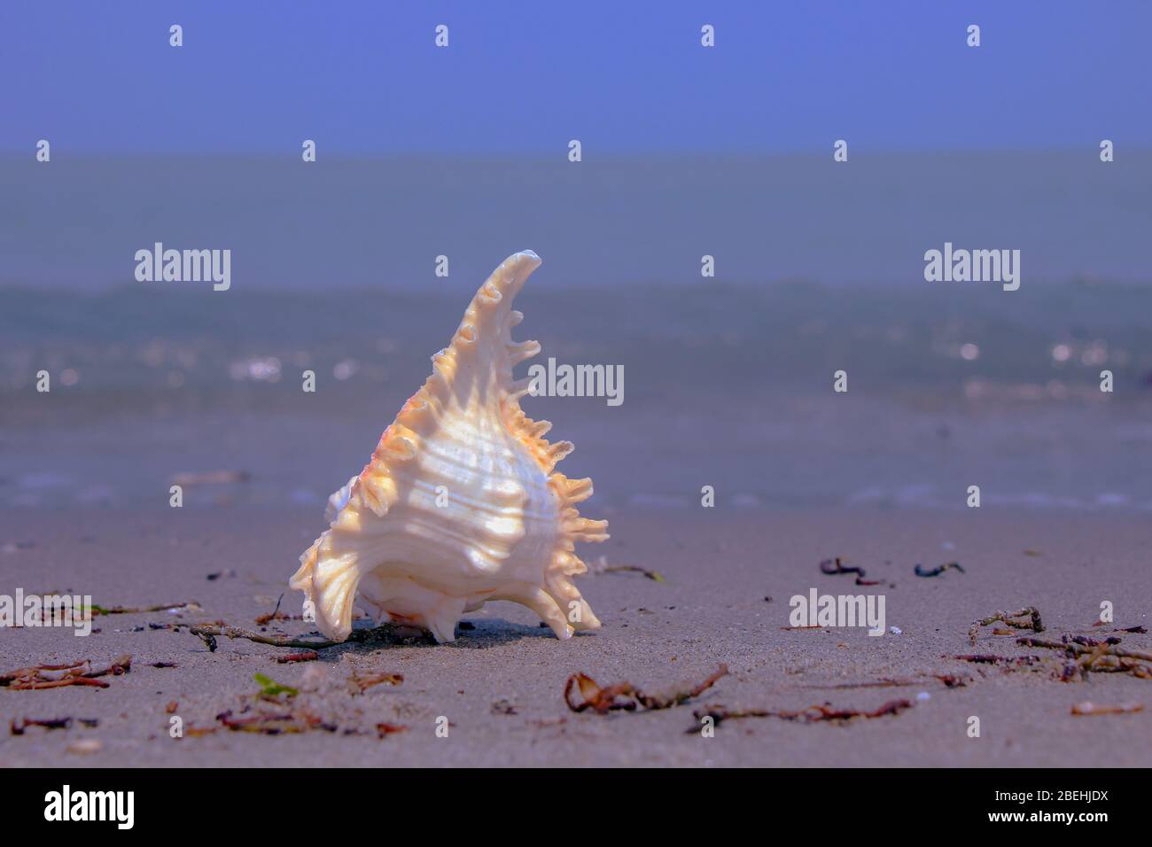 A seashell or sea shell, also known simply as a shell, is a hard ...