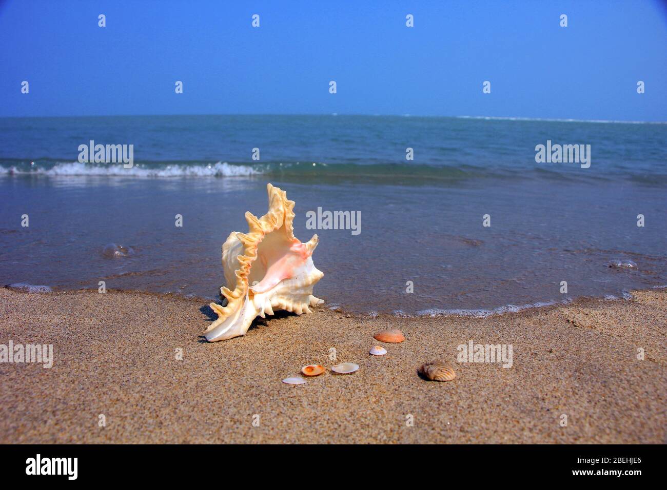 A seashell or sea shell, also known simply as a shell, is a hard ...