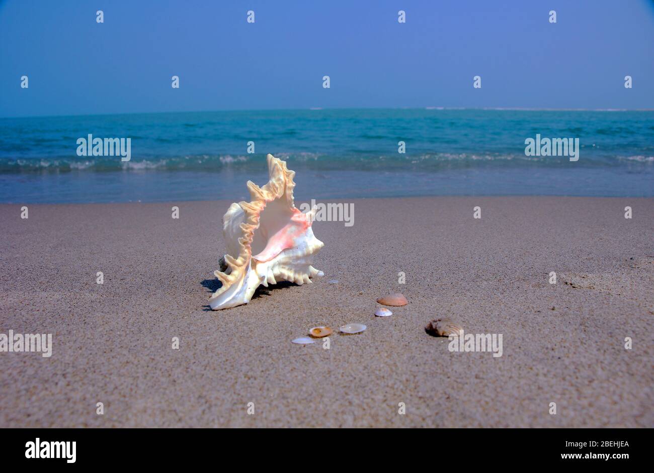 A seashell or sea shell, also known simply as a shell, is a hard ...