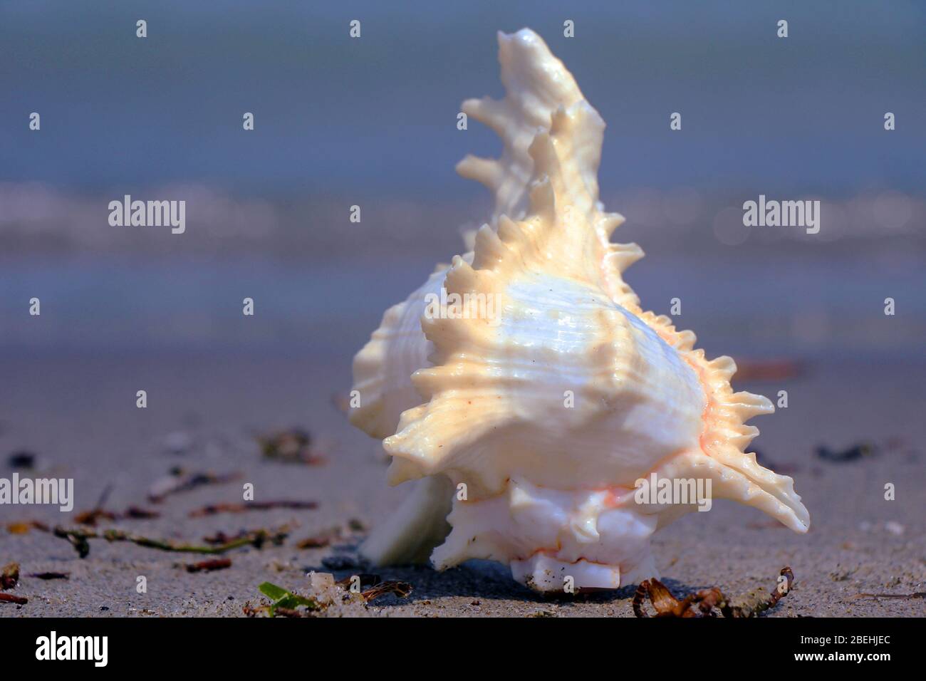 A seashell or sea shell, also known simply as a shell, is a hard ...
