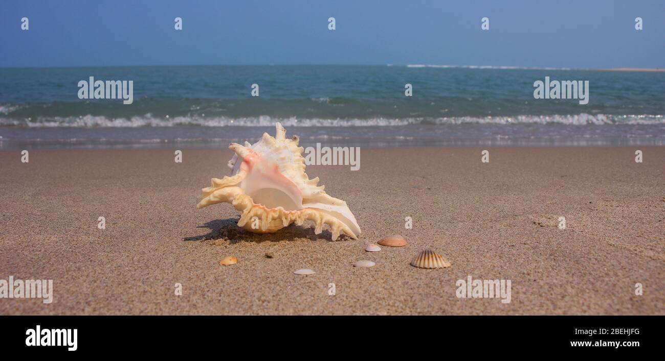 A seashell or sea shell, also known simply as a shell, is a hard ...
