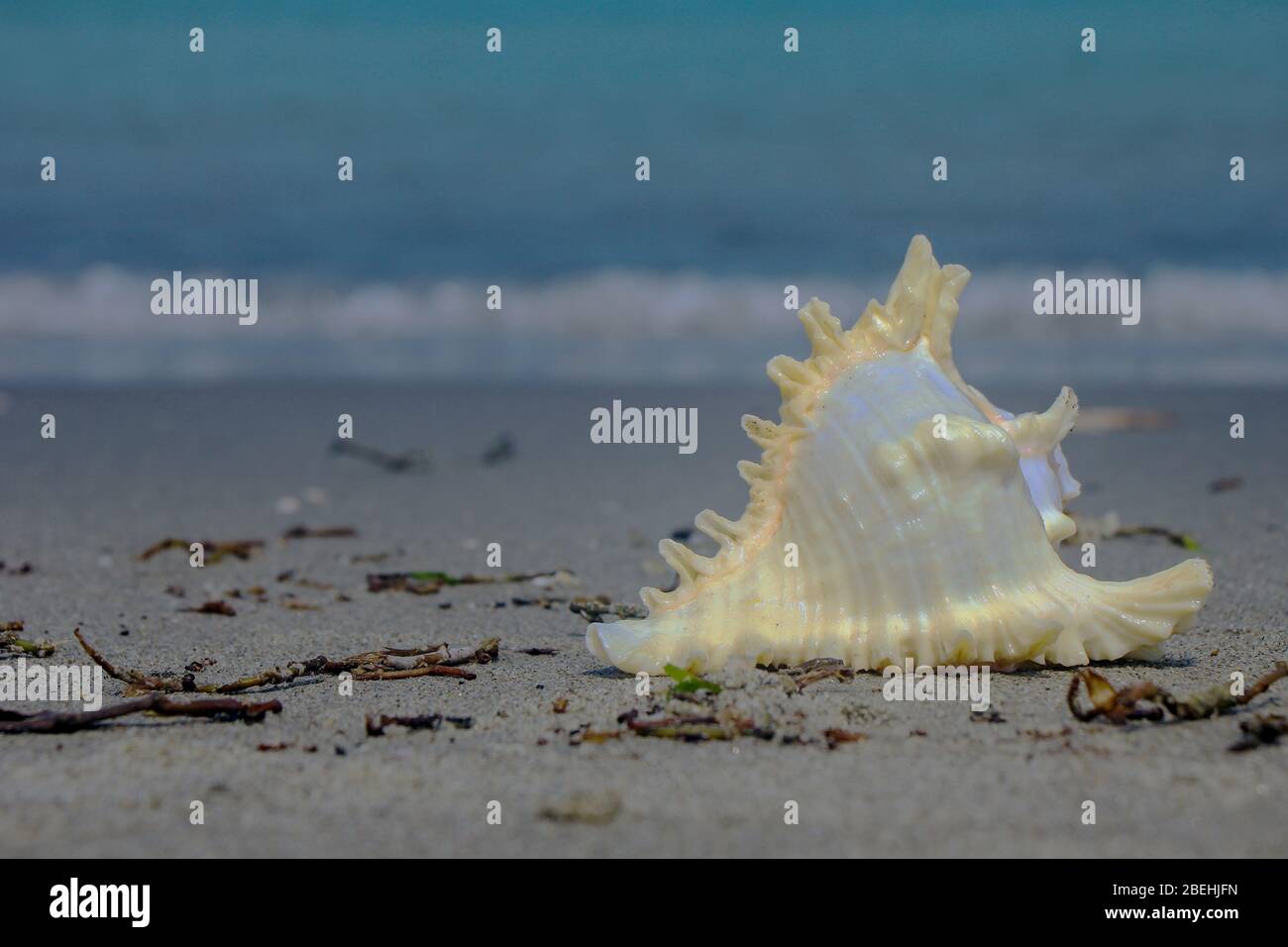 A seashell or sea shell, also known simply as a shell, is a hard ...
