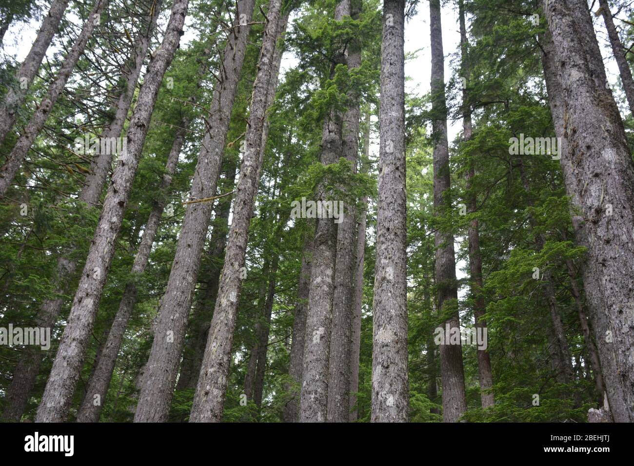 Forest views on the lower part of the Rampart Ridge Trail from Longmire ...