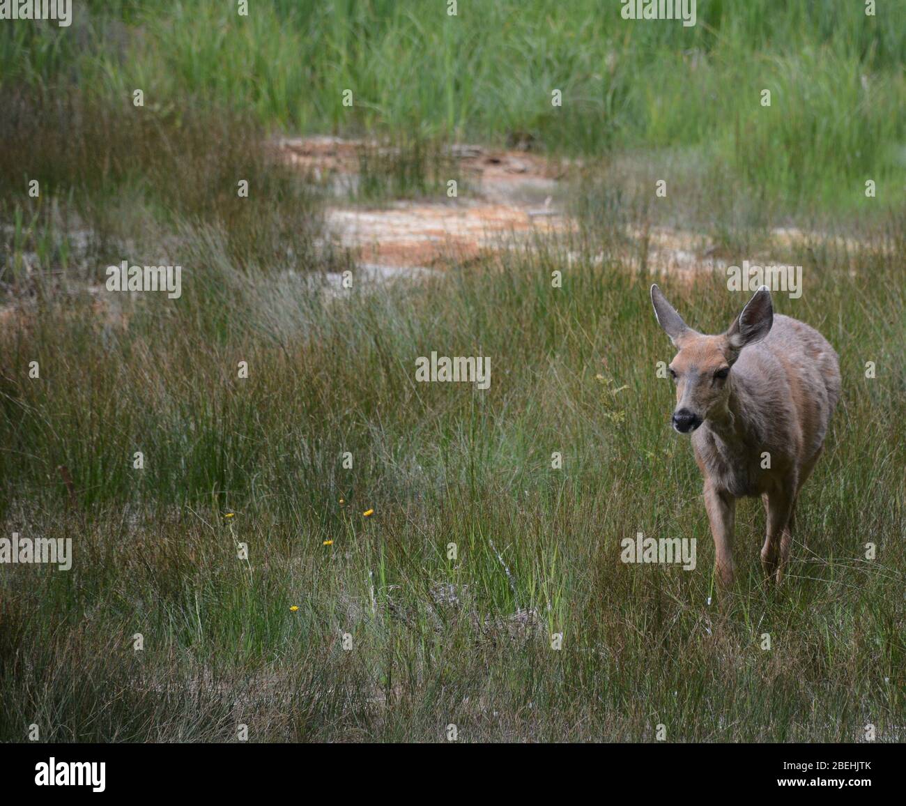 Mt rainier summer wildlife hi-res stock photography and images - Alamy