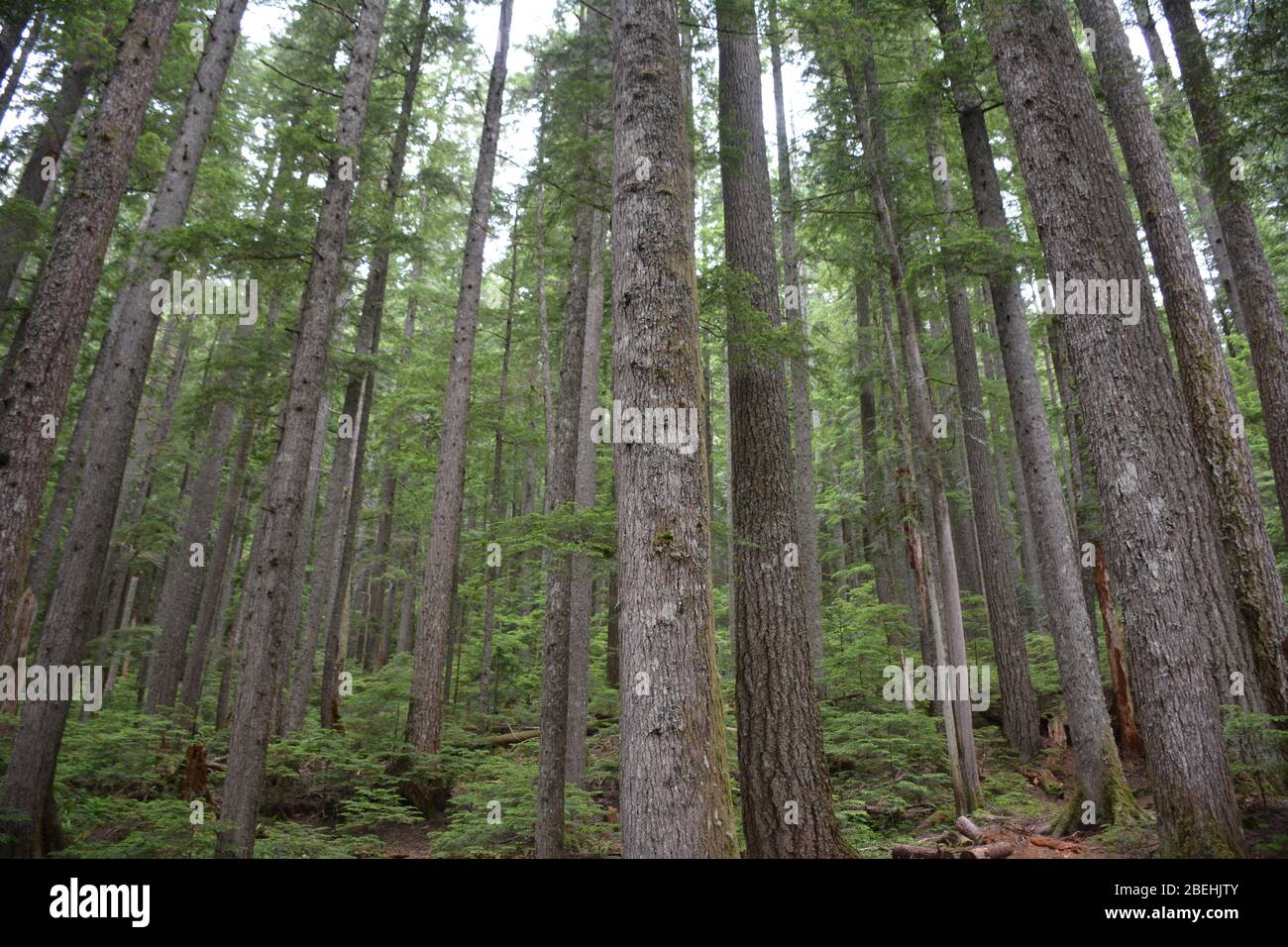 Forest views on the lower part of the Rampart Ridge Trail from Longmire ...