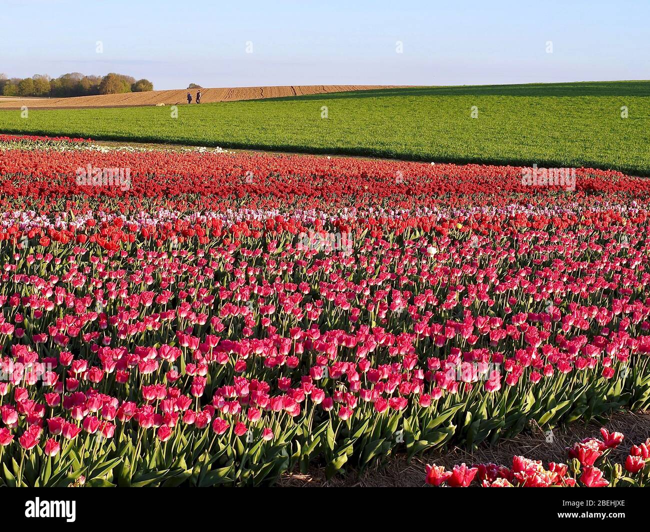 Field of beautiful blooming tulips for agriculture in Grevenbroich in ...