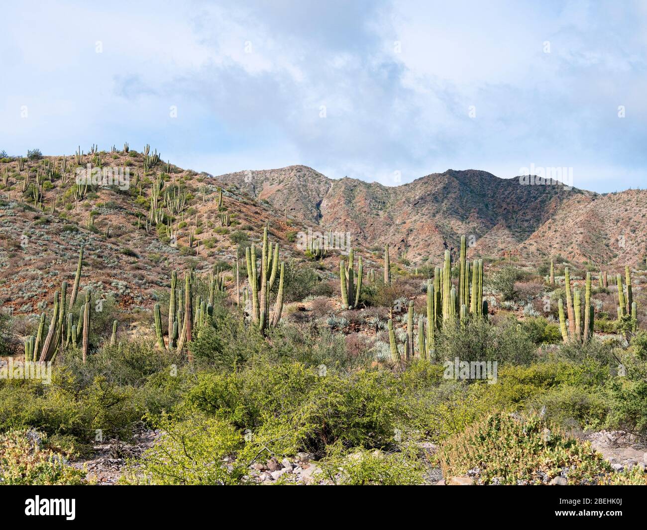 Sonora Desert Mexico