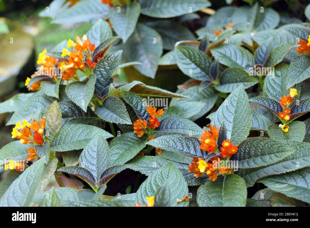 Beautiful view Flower and Leaf n a Garden Stock Photo - Alamy