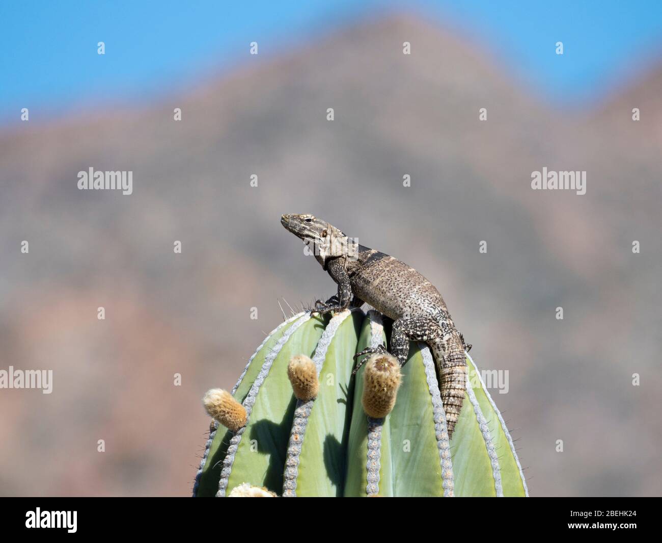Sonoran desert spiny tailed iguana hi-res stock photography and images ...