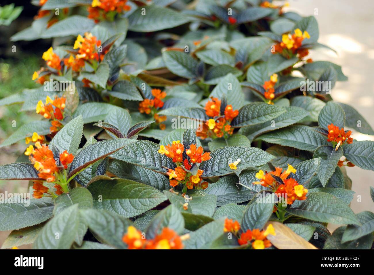Beautiful view Flower and Leaf n a Garden Stock Photo - Alamy