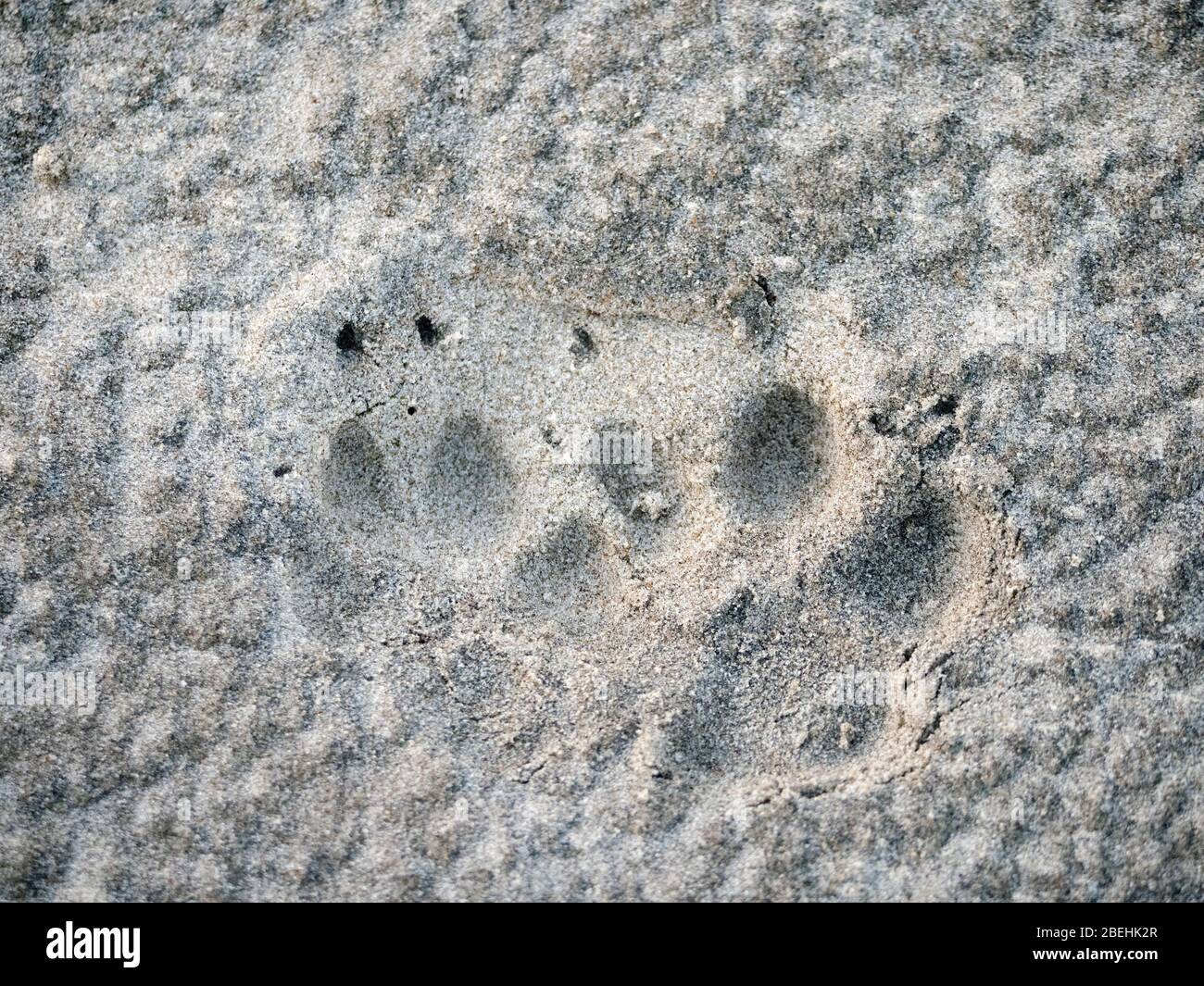 Cougar Tracks In Sand