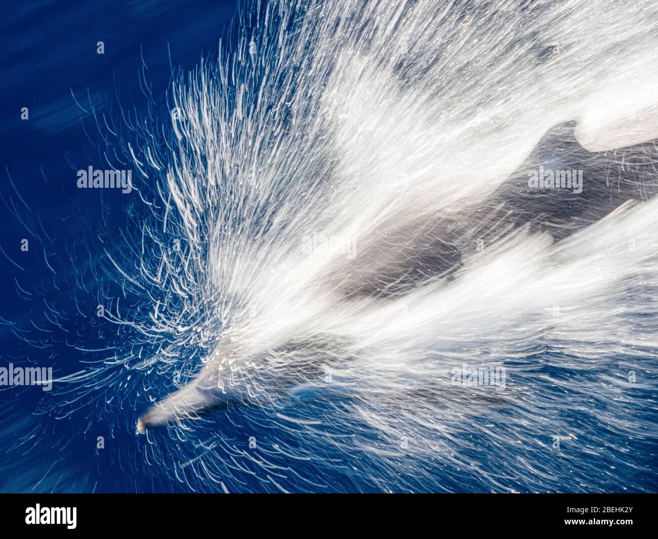 Long-beaked common dolphin, Delphinus capensis, bow-riding off ...