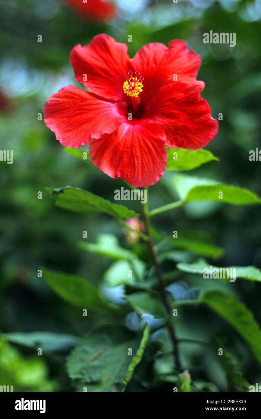 Beautiful view Flower and Leaf n a Garden Stock Photo - Alamy