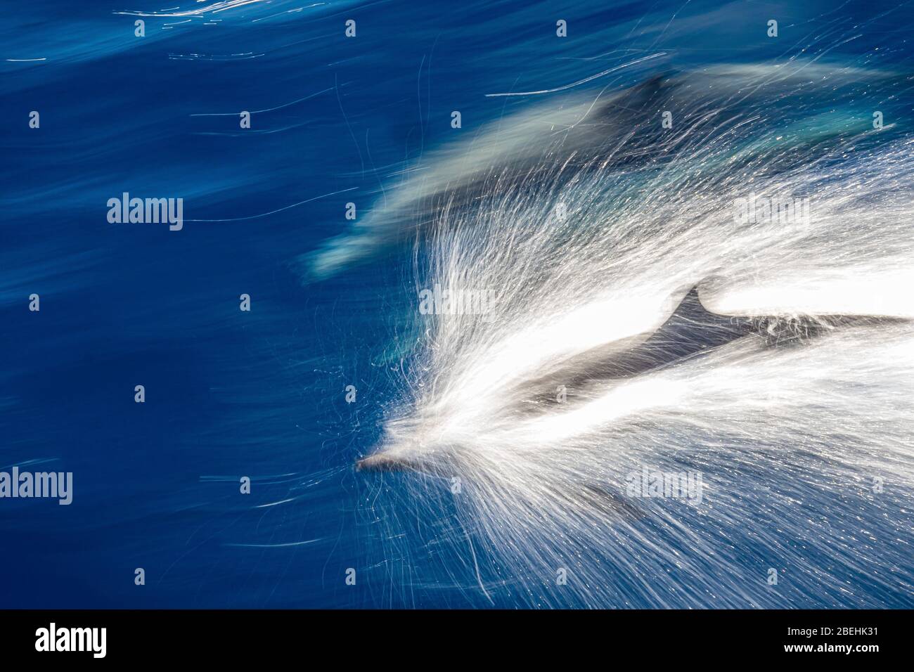 Long-beaked common dolphin, Delphinus capensis, bow-riding off ...