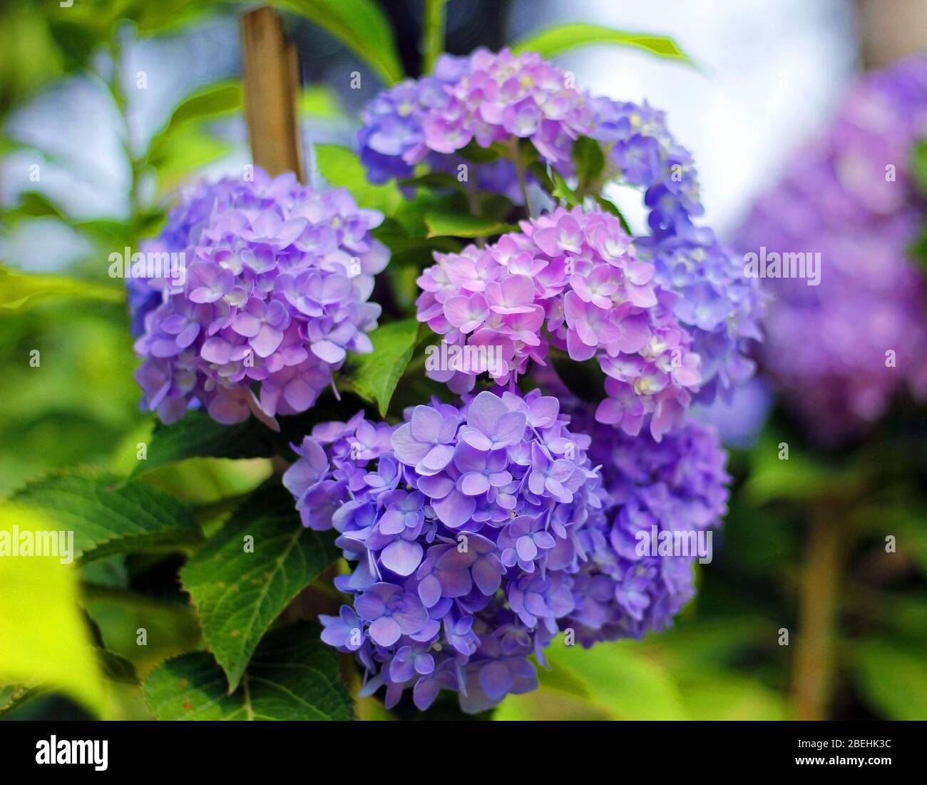 Beautiful view Flower and Leaf n a Garden Stock Photo - Alamy