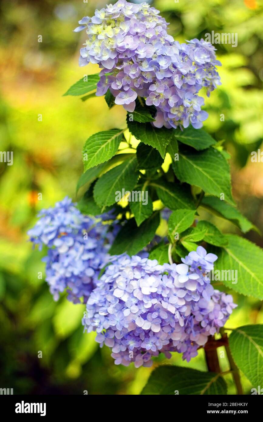 Beautiful view Flower and Leaf n a Garden Stock Photo - Alamy