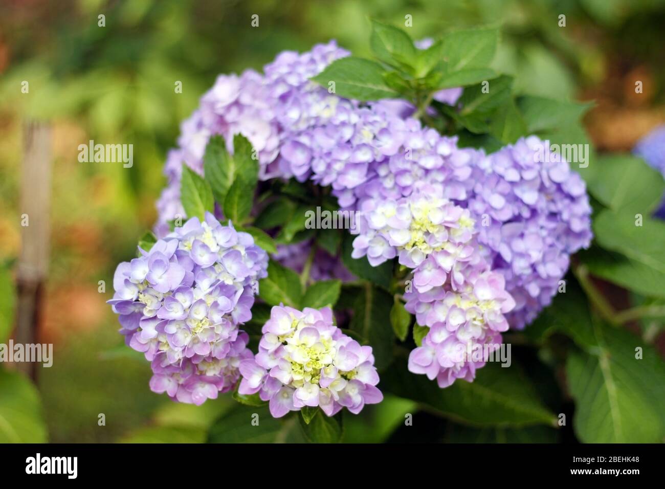 Beautiful view Flower and Leaf n a Garden Stock Photo - Alamy
