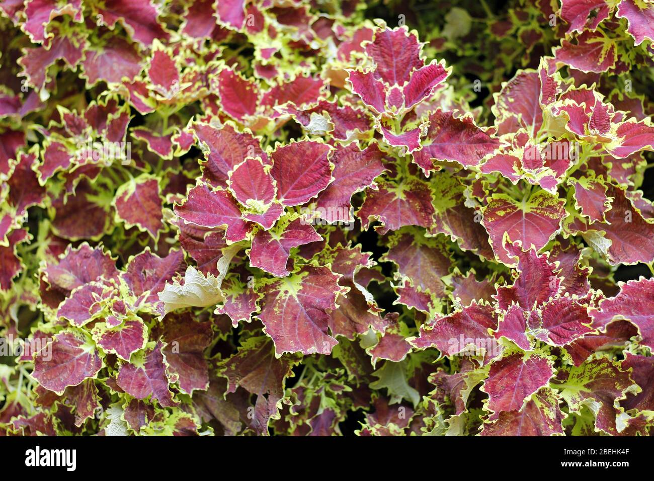 Beautiful view Flower and Leaf n a Garden Stock Photo - Alamy