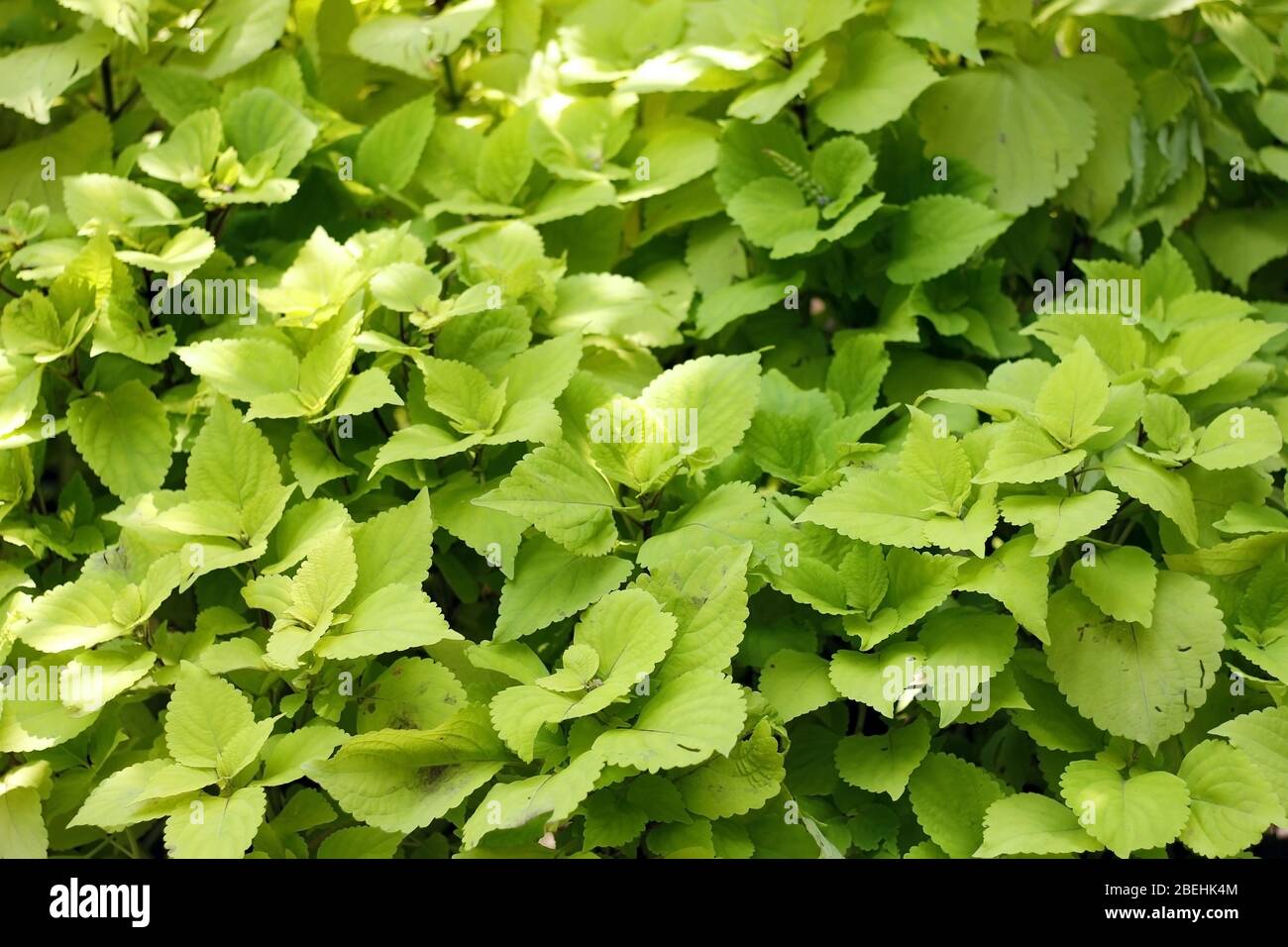 Beautiful view Flower and Leaf n a Garden Stock Photo - Alamy