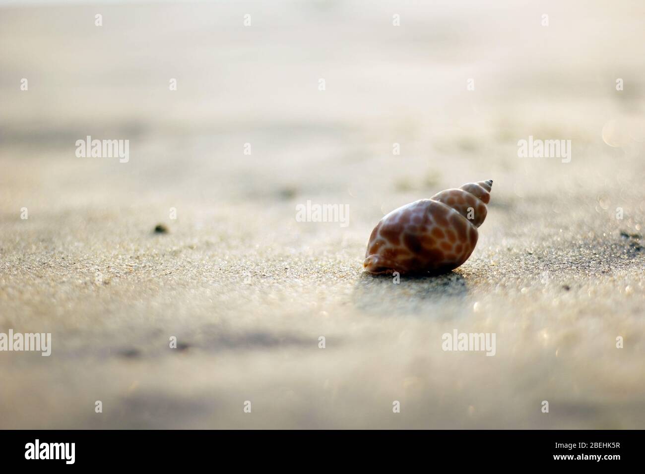 A seashell or sea shell, also known simply as a shell, is a hard ...