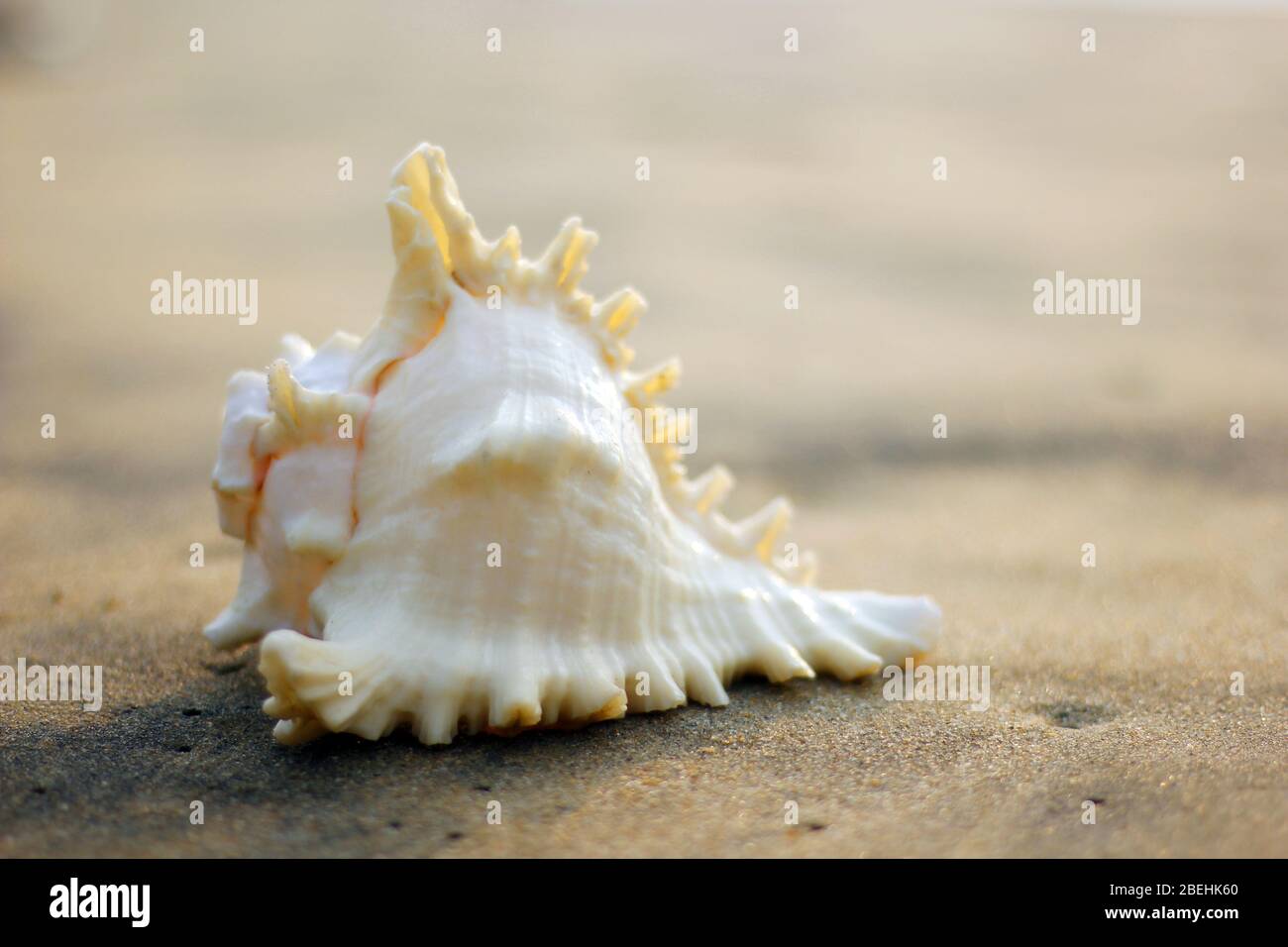 A seashell or sea shell, also known simply as a shell, is a hard ...