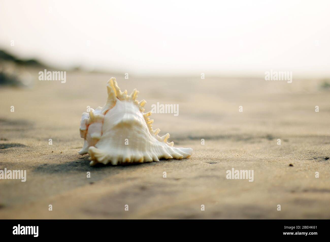 A seashell or sea shell, also known simply as a shell, is a hard ...