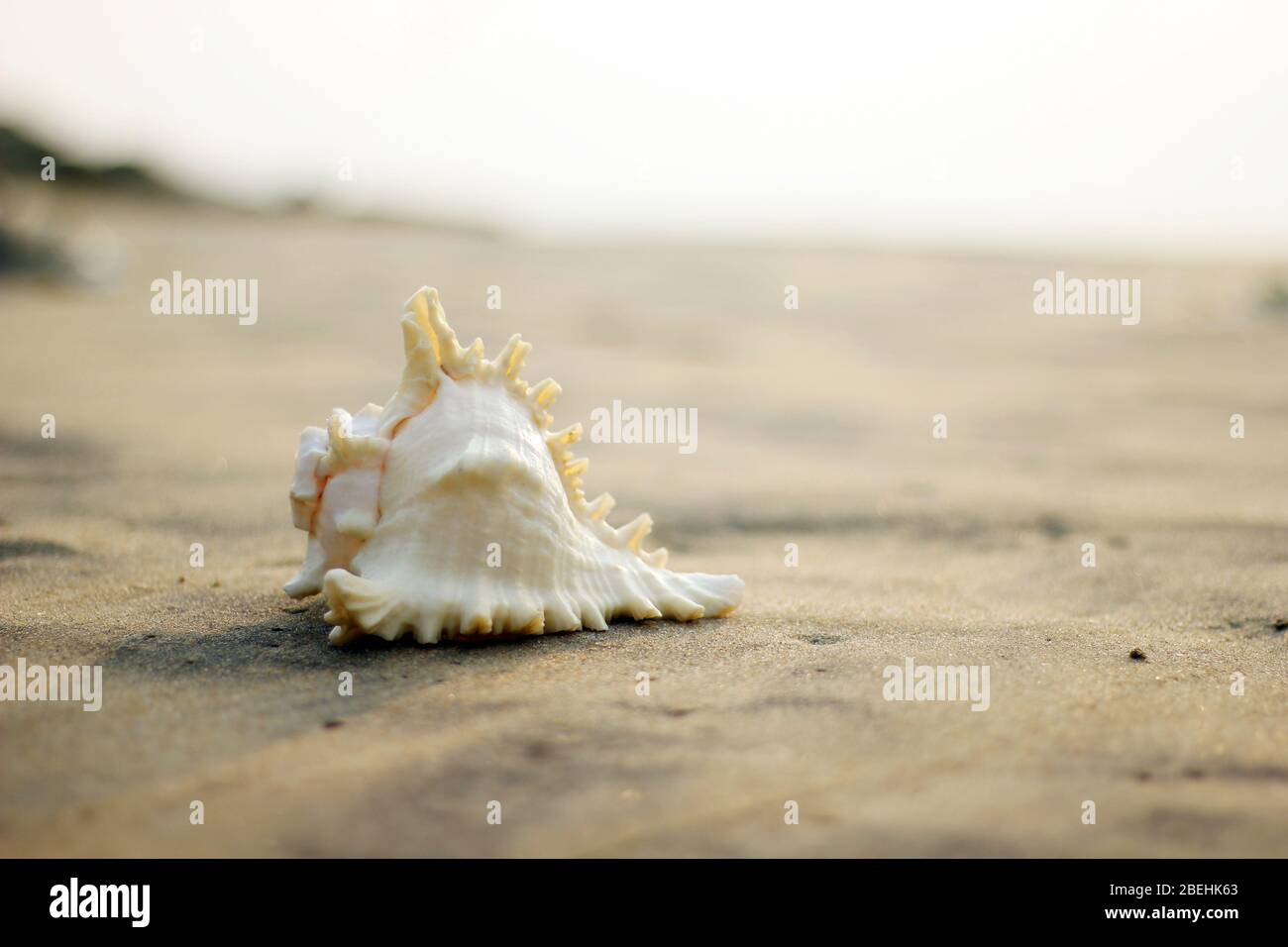 A seashell or sea shell, also known simply as a shell, is a hard ...