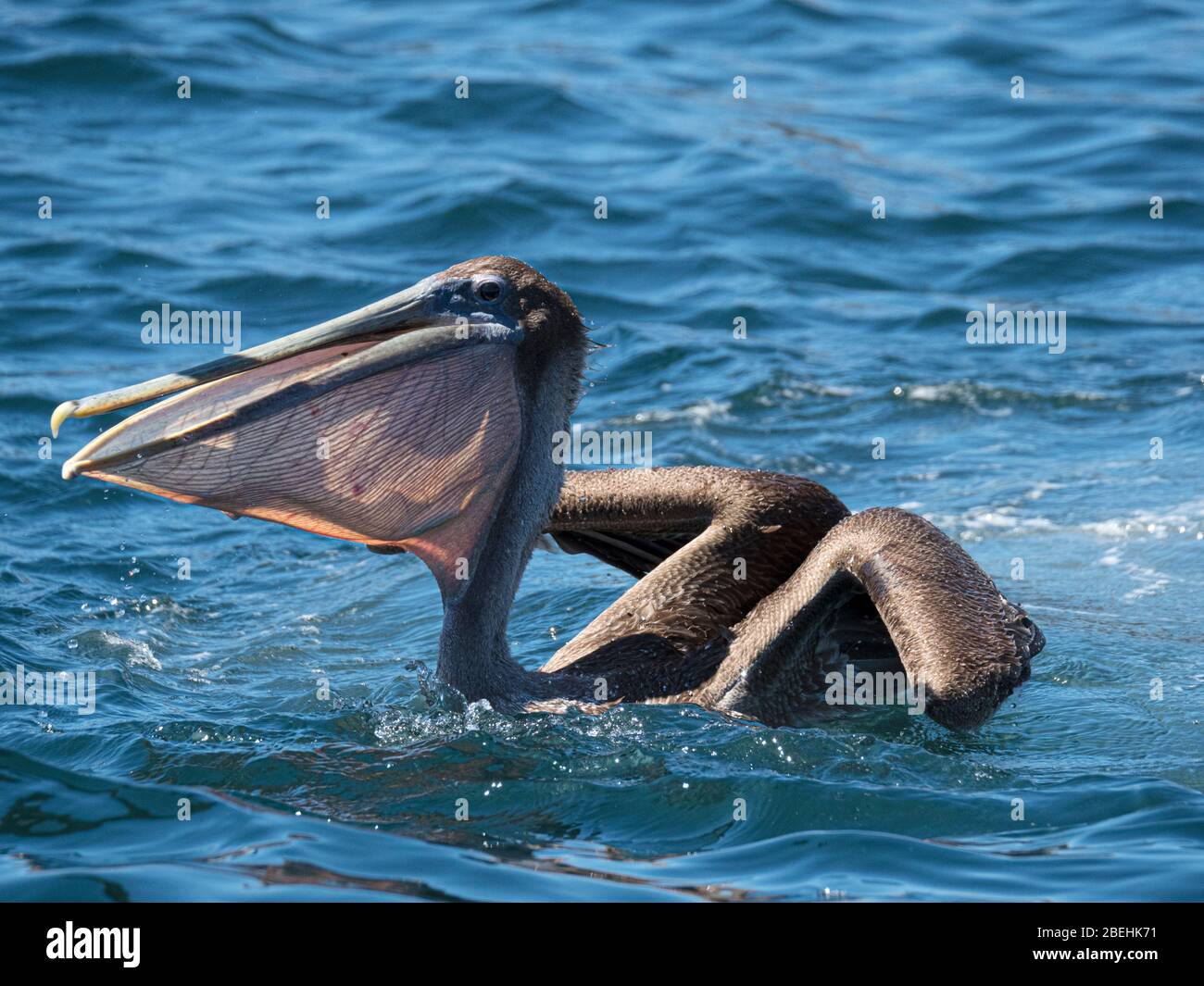 Juvenile brown pelican, Pelecanus occidentalis, swallowing fish, Isla ...
