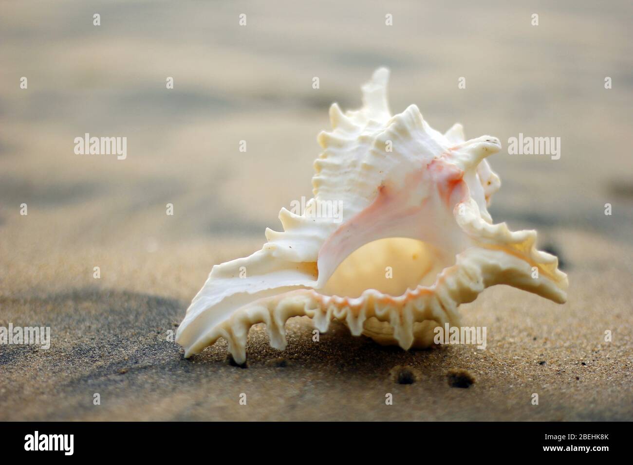 A seashell or sea shell, also known simply as a shell, is a hard ...
