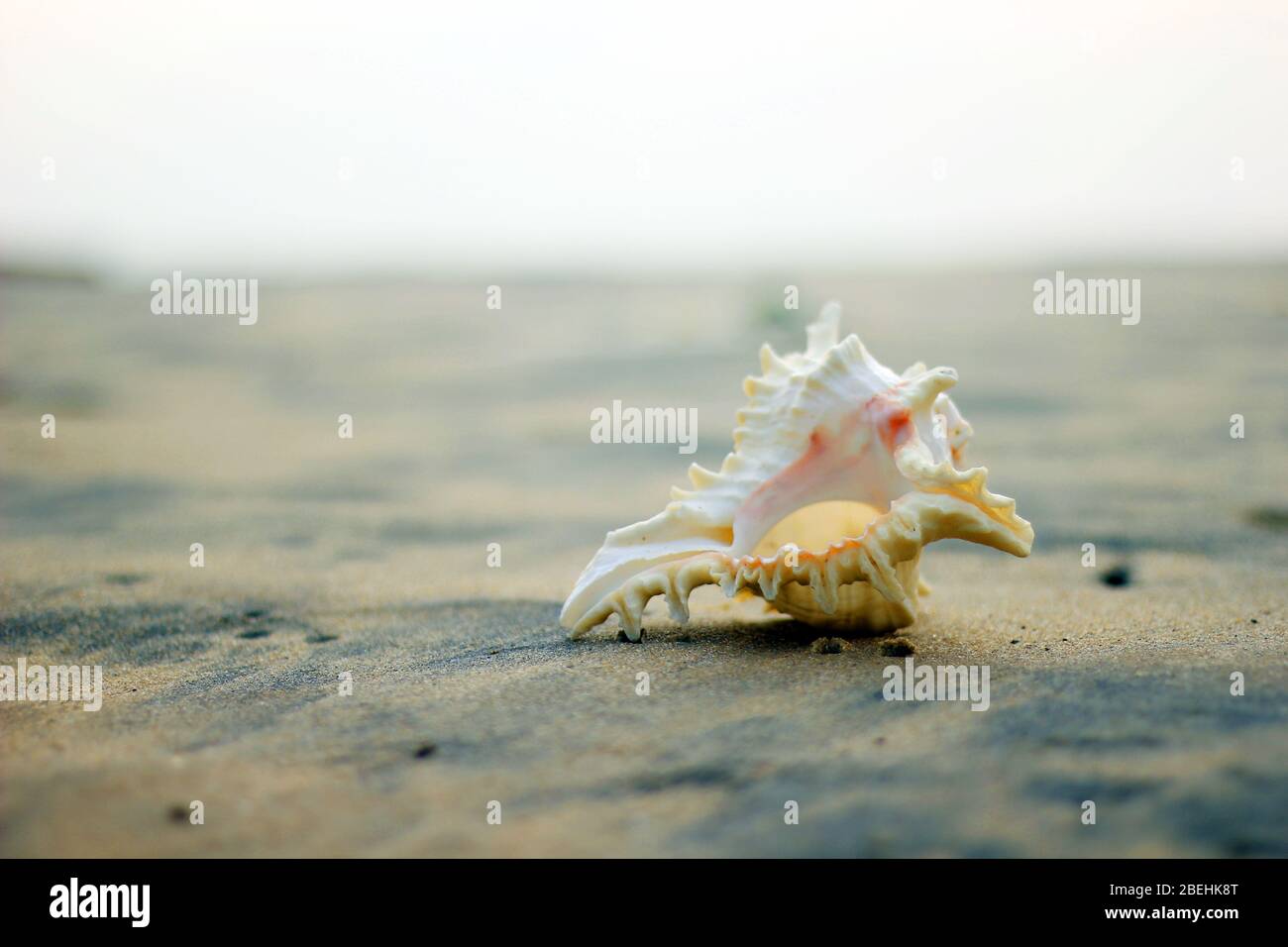 A seashell or sea shell, also known simply as a shell, is a hard ...