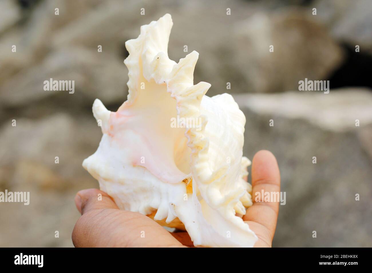 A seashell or sea shell, also known simply as a shell, is a hard ...