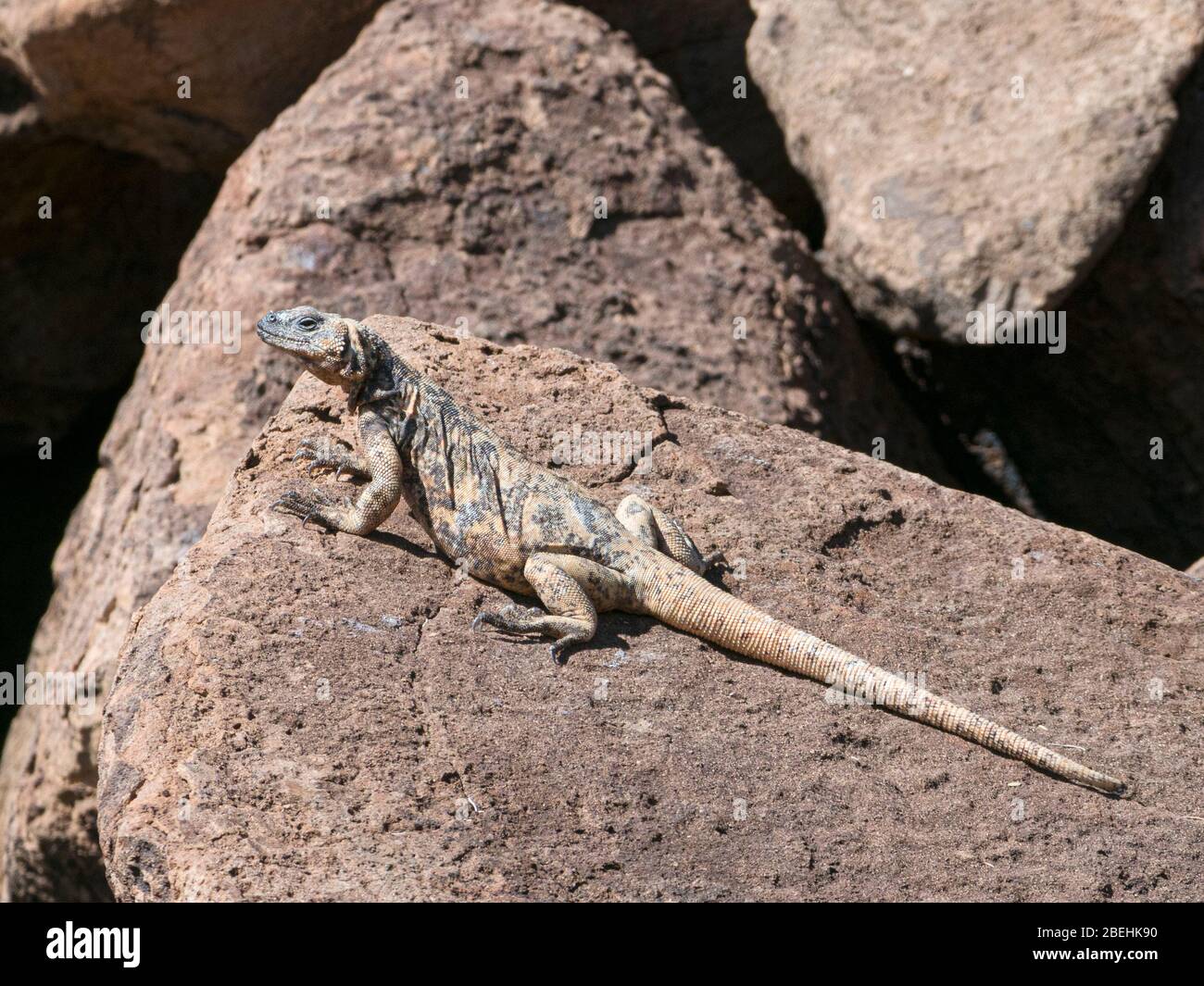 An adult San Esteban chuckwalla, Sauromalus varius, endemic to Isla San ...