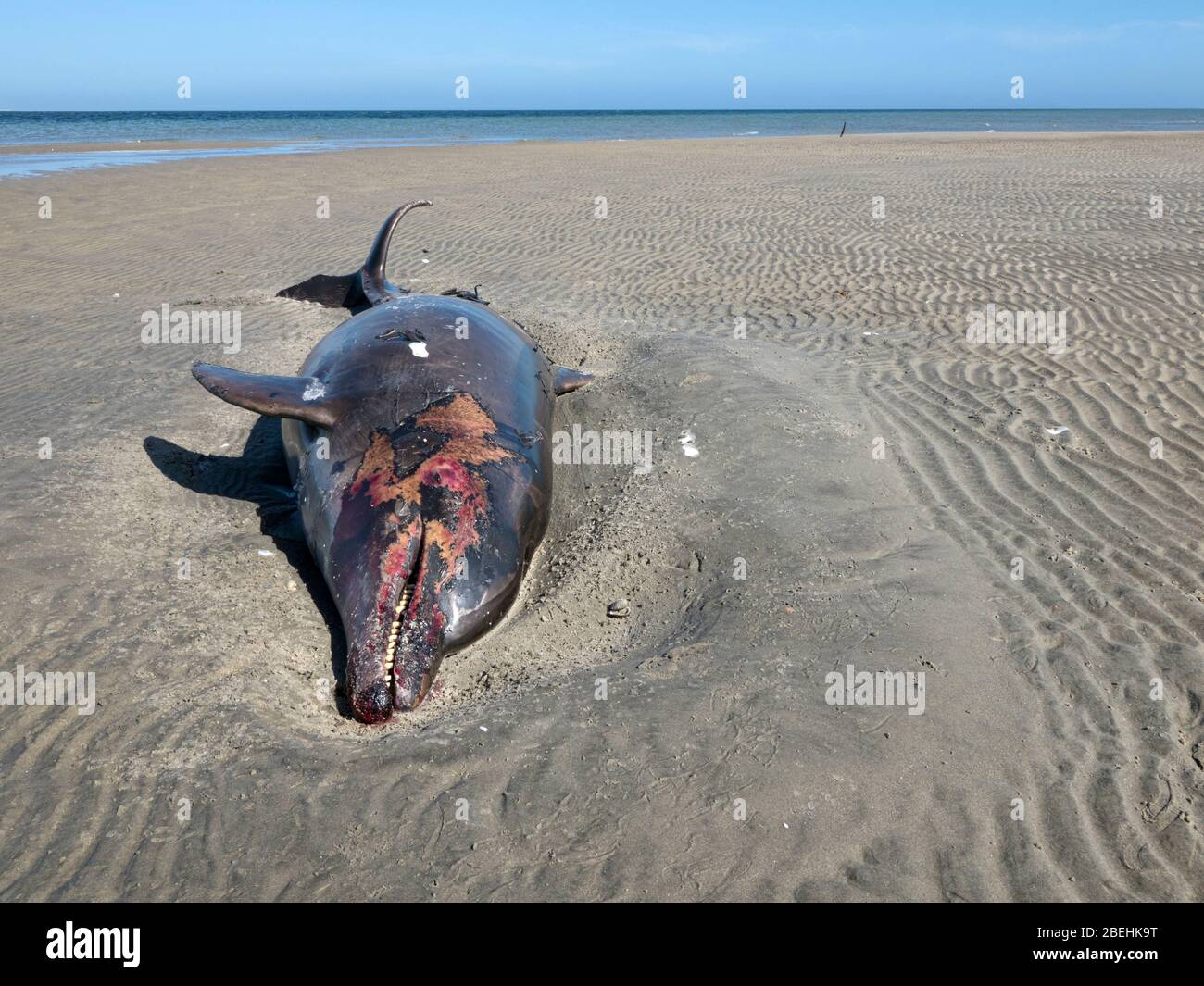 Dead adult bottlenose dolphin, Tursiops truncatus, Sand Dollar Beach ...