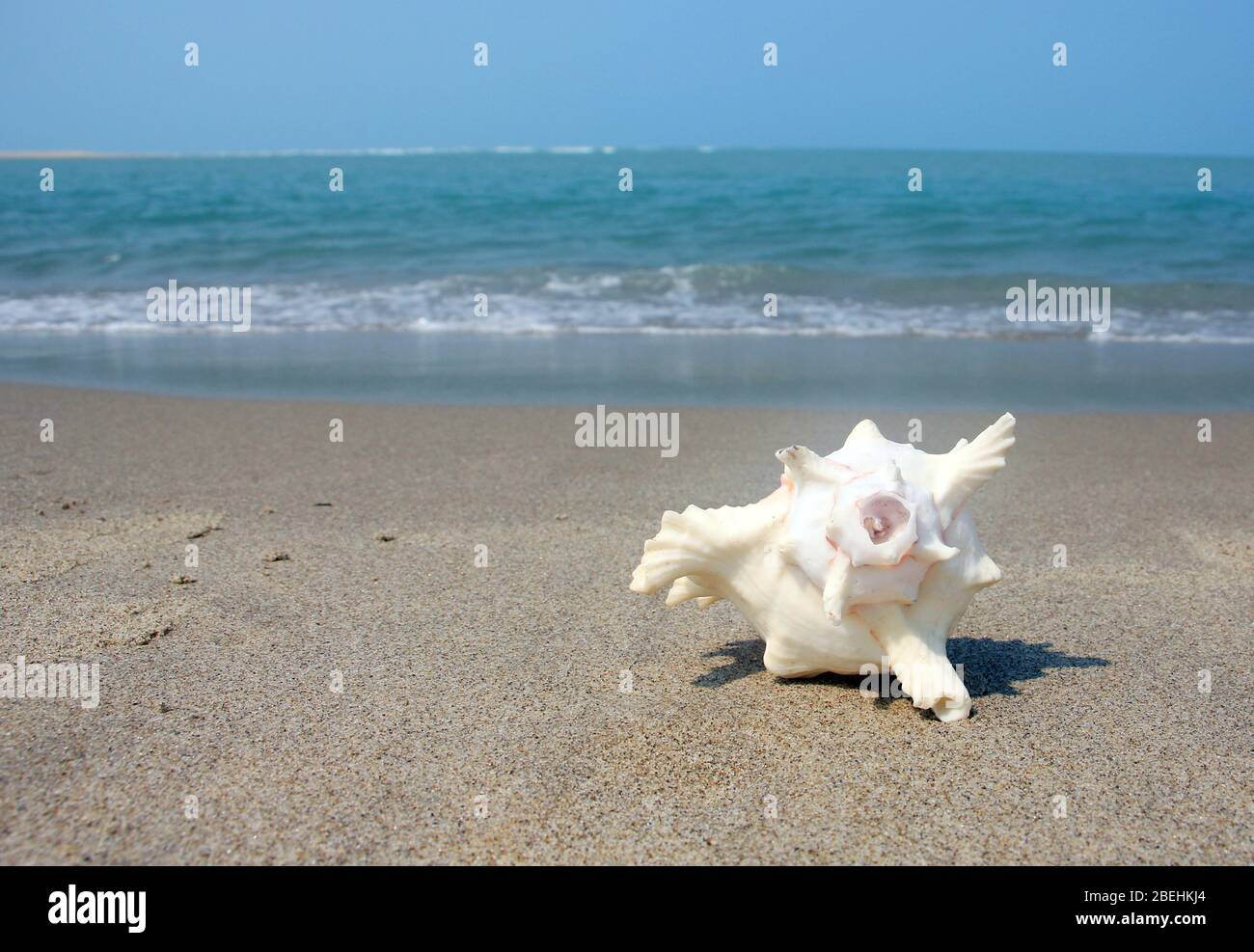 Beautiful seashell hi-res stock photography and images - Alamy