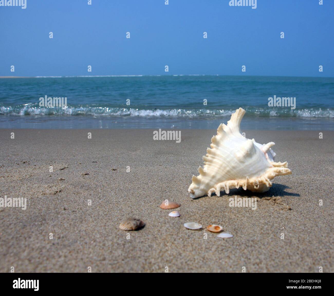 Beautiful seashell hi-res stock photography and images - Alamy