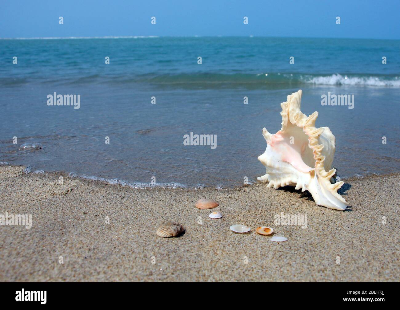 Beautiful seashell hi-res stock photography and images - Alamy