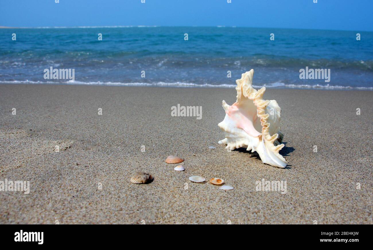 Seashell nature hi-res stock photography and images - Alamy