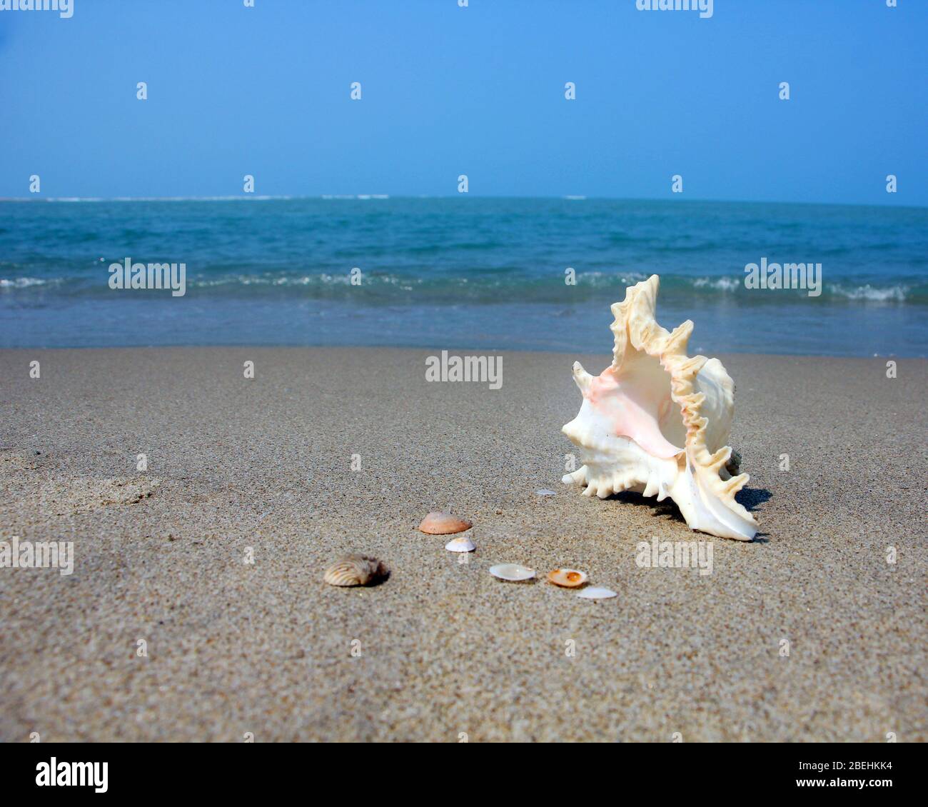 A seashell or sea shell, also known simply as a shell, is a hard ...