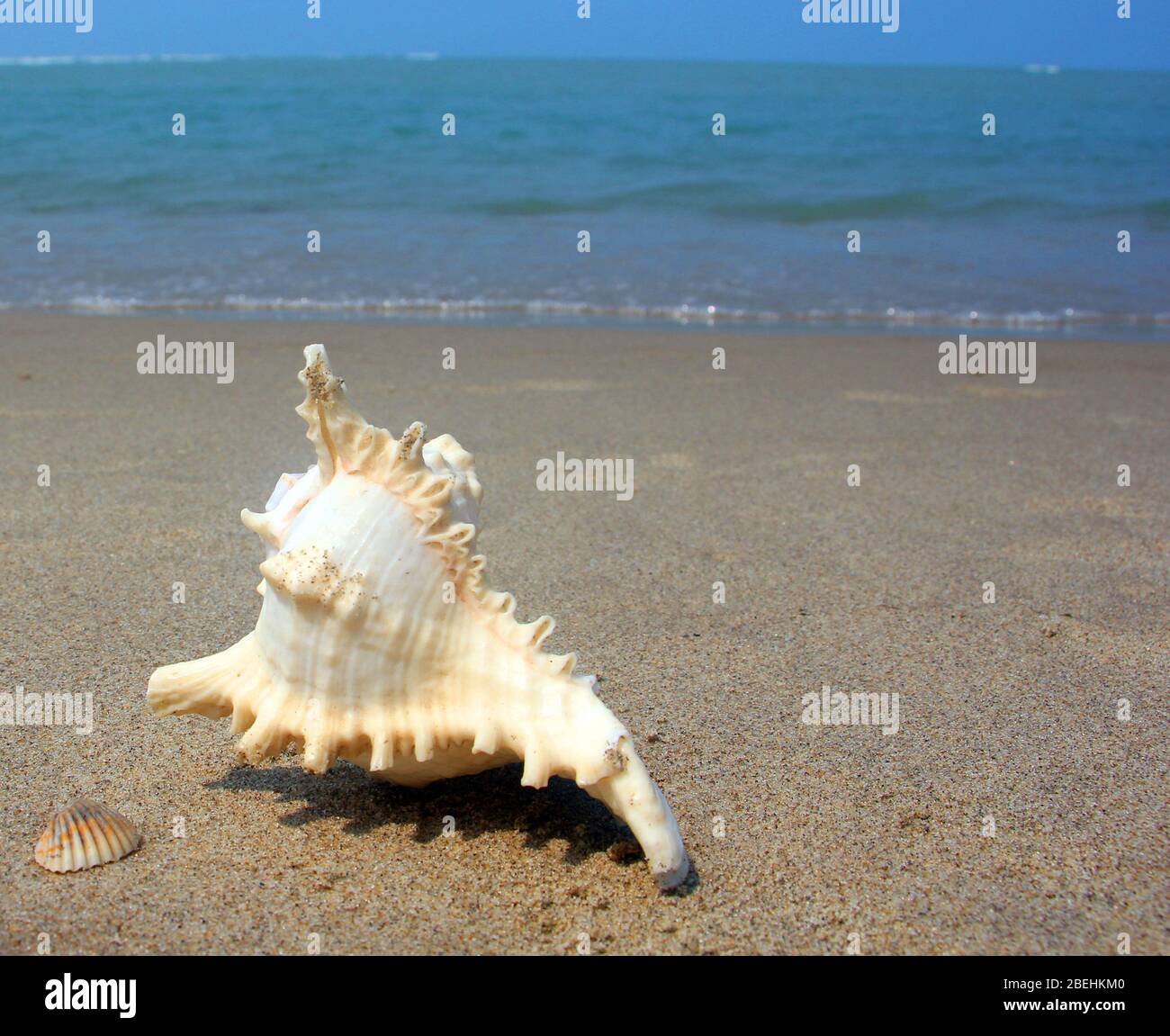 A seashell or sea shell, also known simply as a shell, is a hard ...