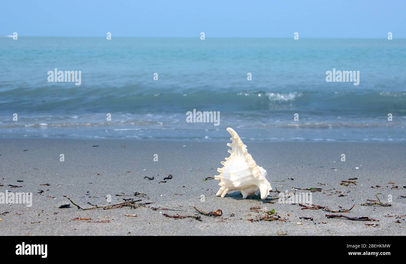 A seashell or sea shell, also known simply as a shell, is a hard ...