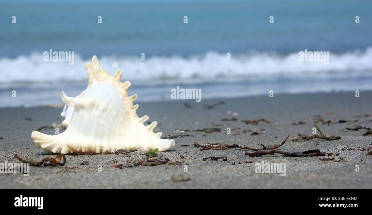 A seashell or sea shell, also known simply as a shell, is a hard ...