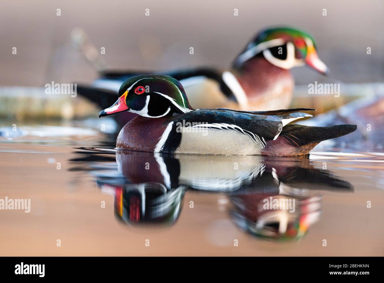 Wood ducks in the spring in Minnesota on a beaver pond Stock Photo - Alamy