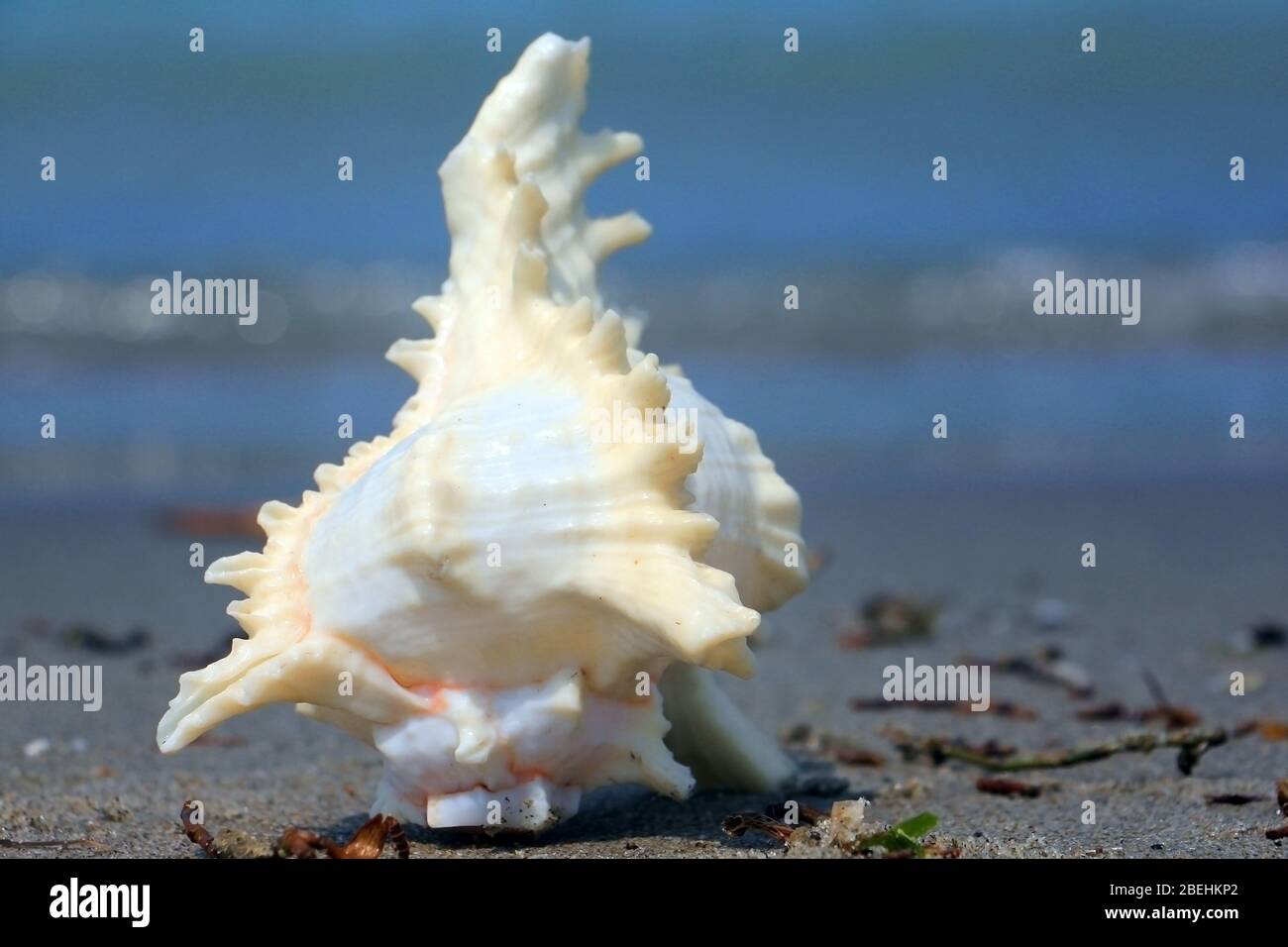 A seashell or sea shell, also known simply as a shell, is a hard ...
